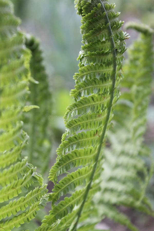 Farn stockfoto. Bild von kraut, bild, dekoration, klima - 92227236