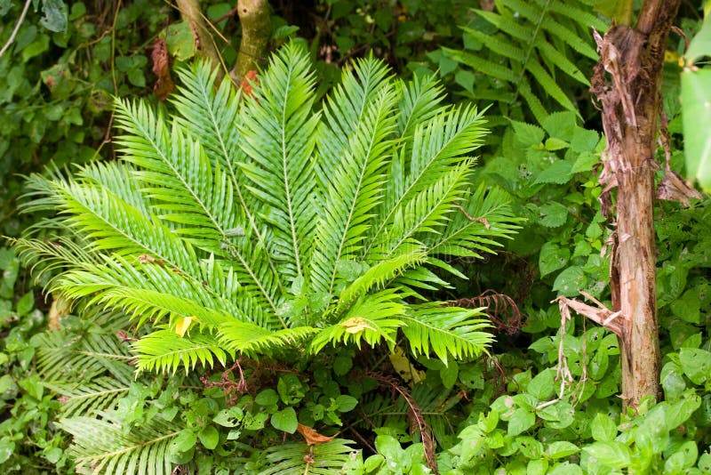 Farn in Einem Tropischen Garten Stockbild - Bild von blätter, palme ...