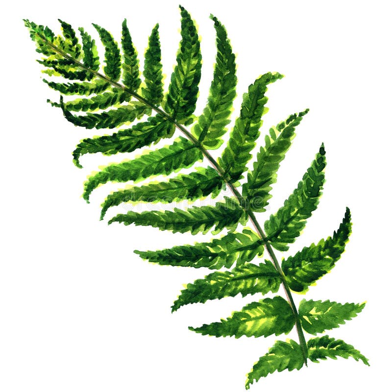 Farn Stock Illustrationen, Vektors, & Klipart – (23,484 Stock ...