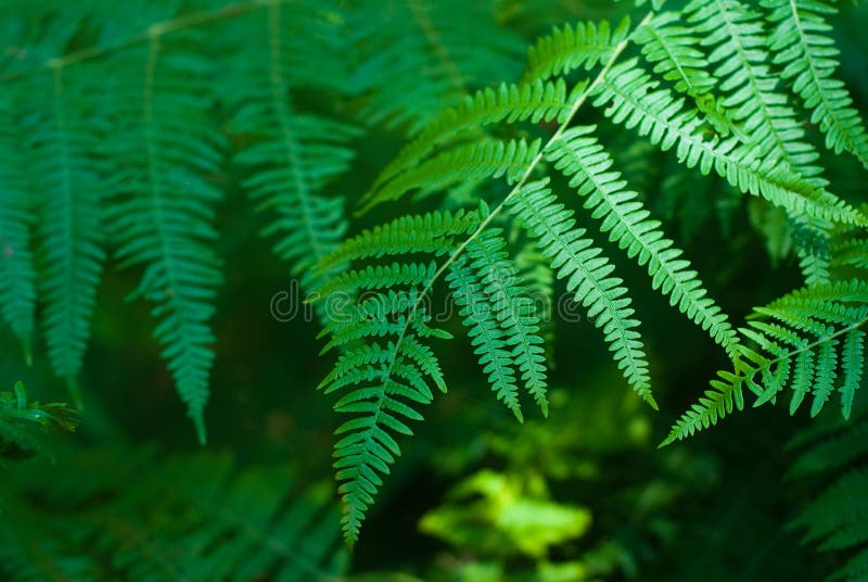 Farn stock photo. Image of arch, natural, beauty, concept - 34829746
