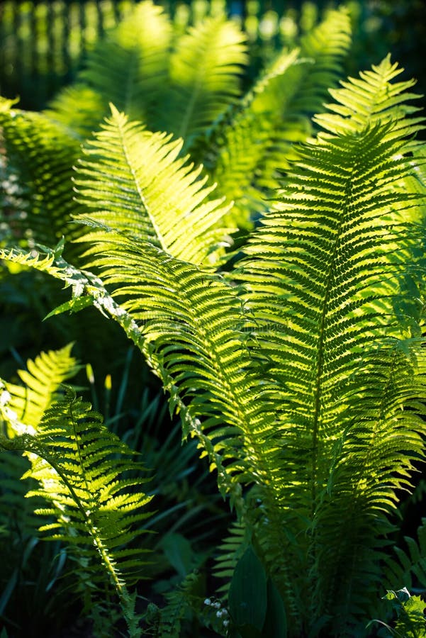 Farn im Garten stockfoto. Bild von botanik, garten, leuchte - 117667628
