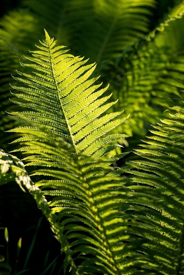 Farn im Garten stockfoto. Bild von botanik, garten, leuchte - 117667628