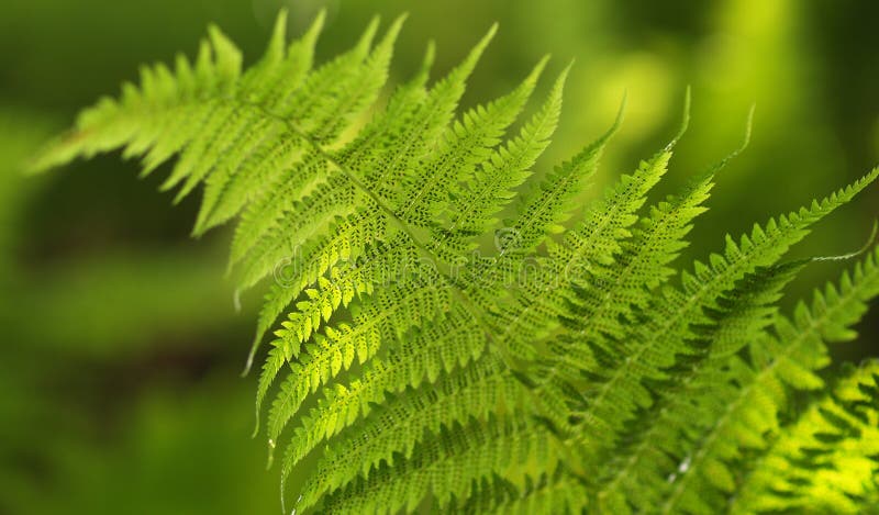 Der Farn Im Wald Wird Hell Durch Die Sonne Beleuchtet Stockbild - Bild ...