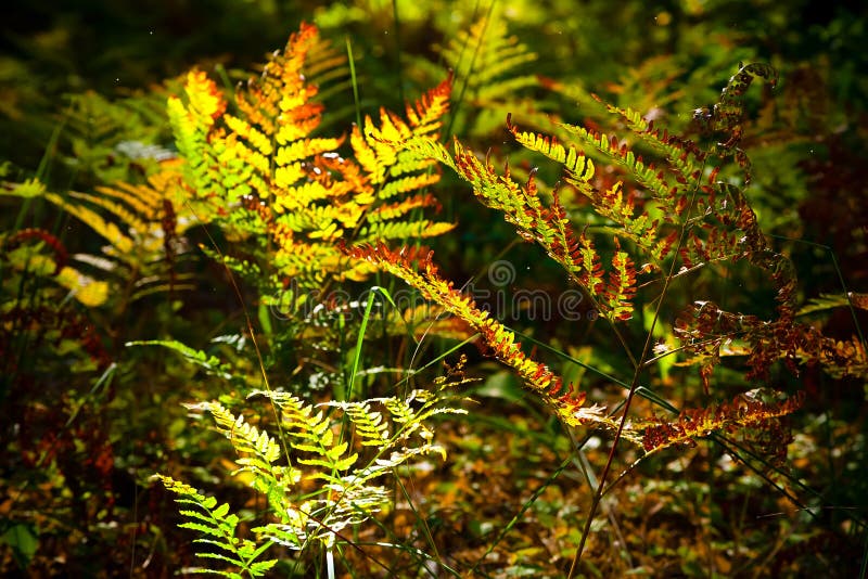 Farn im Wald stockfoto. Bild von nahaufnahme, organisch - 32253282