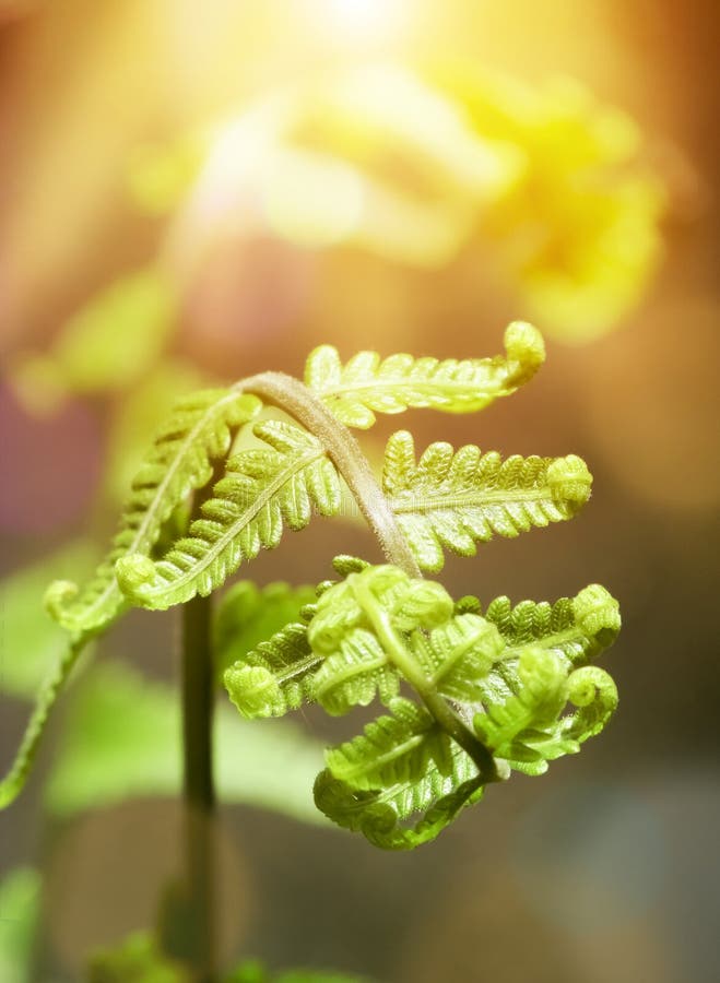 Farn Leaf in the Morning Golden Yellow Sunray Stock Photo - Image of ...