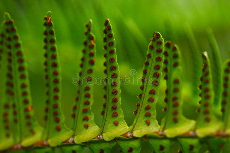 Farnsporen stockbild. Bild von vegetation, grün, blätter - 5949777
