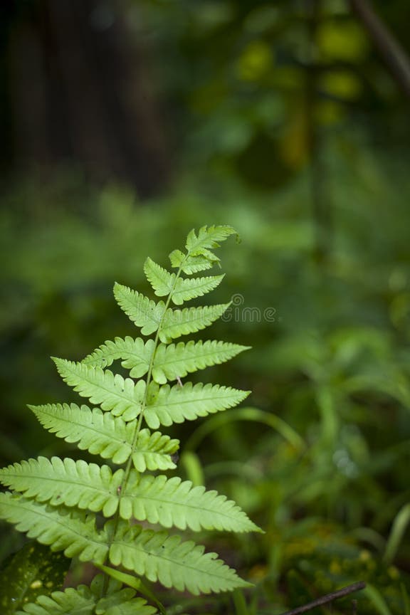 Farn tree in the forest stock photo. Image of vegetation - 253592892