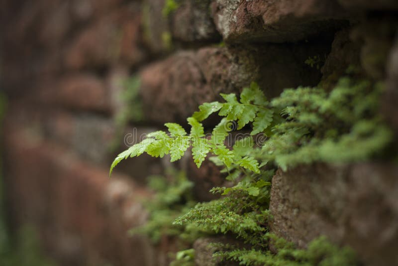 Fandry Cartoon Stock Photos - Free & Royalty-Free Stock Photos from ...