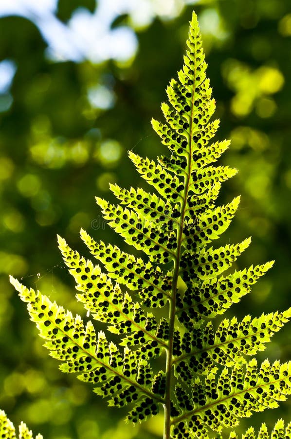 Farnblätter mit den Sporen stockbild. Bild von farn, magisch - 20329233
