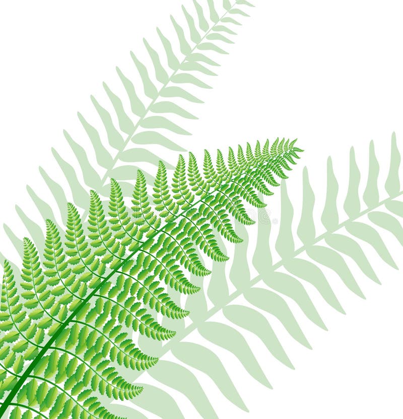 Farn vektor abbildung. Illustration von auslegung, grün - 42864853