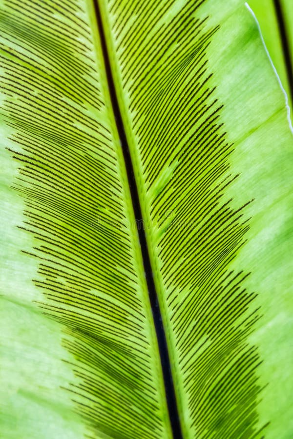 Farnsporensamen Unter Dem Blatt Stockbild - Bild von makro, benannt ...
