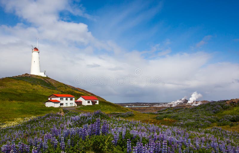 Faro in Islanda immagine stock. Immagine di islanda, fiori - 56501557