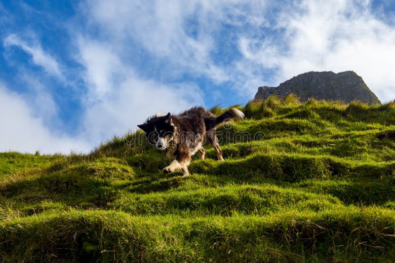Faroese Geese stock image. Image of faroe, geese, animal - 344206749