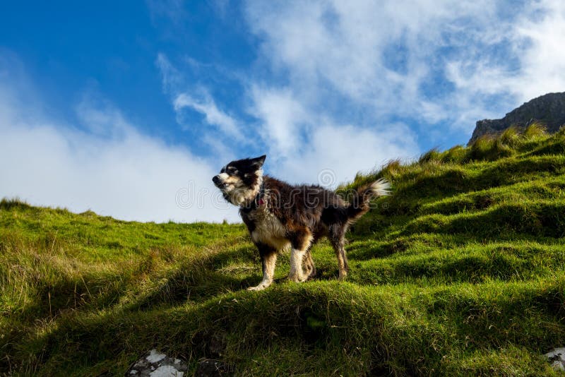 Faroese Geese stock image. Image of northern, scandinavia - 344206767