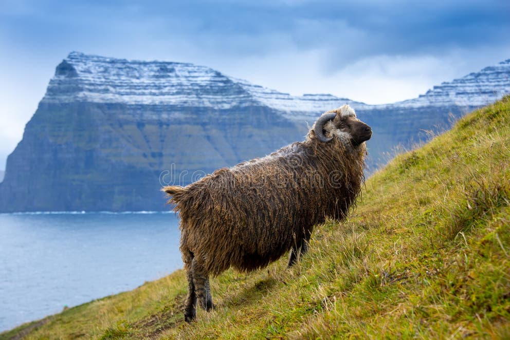 Faroese Ram stock photo. Image of sheep, rural, wool - 371194500