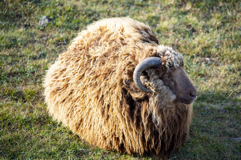 Faroese Ram stock image. Image of scenic, mammal, nature - 380838825