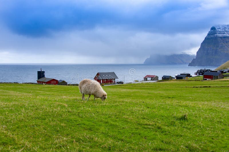 Faroese Sheep stock image. Image of place, tourism, vacation - 380817885