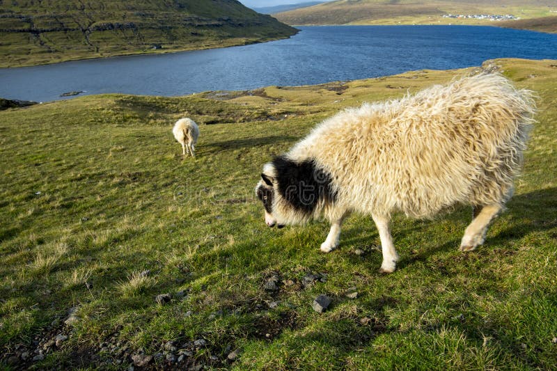 Faroese Sheep stock photo. Image of denmark, slave, island - 376756786