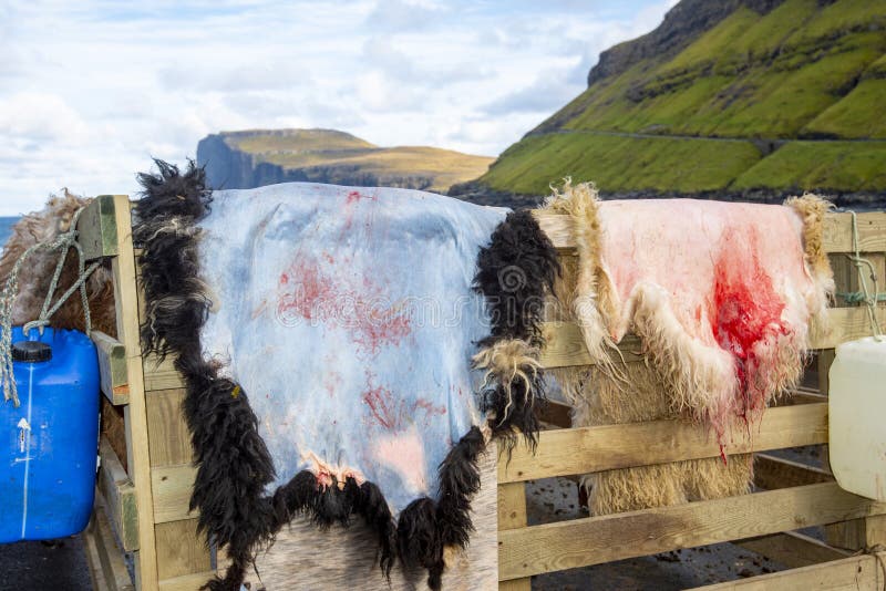Faroese Sheepskin Drying stock image. Image of tjornuvik - 371547065