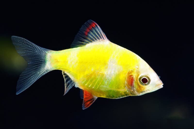 Barbos-tigre Ou Barbos De Sumatra Glofish Imagem de Stock - Imagem de ...
