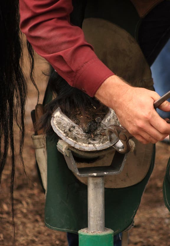 Farrier stock photo. Image of farm, shoe, balancing, sleeve - 6594286