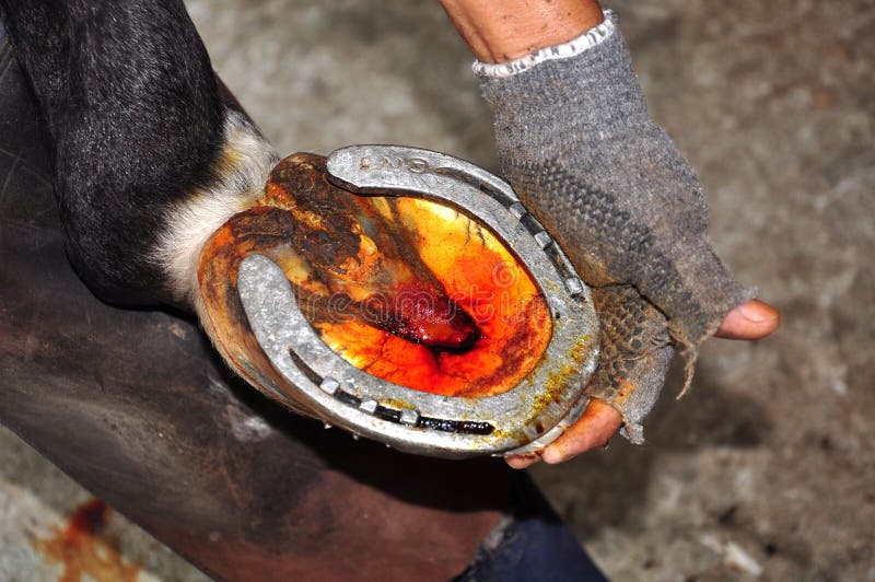 Farrier Shoeing stock image. Image of animal, hoof, working - 26929141