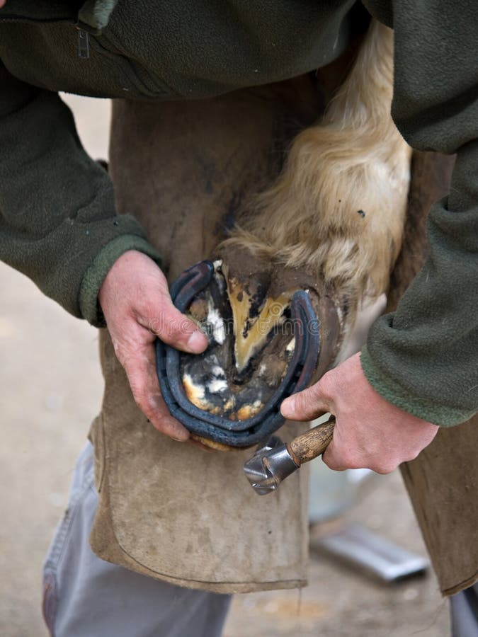 Farrier with horse hoofs stock image. Image of callous - 22698931