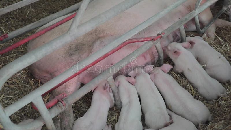 Farrowing Pen Piglets stock video. Video of pigs, farrowing - 172903783