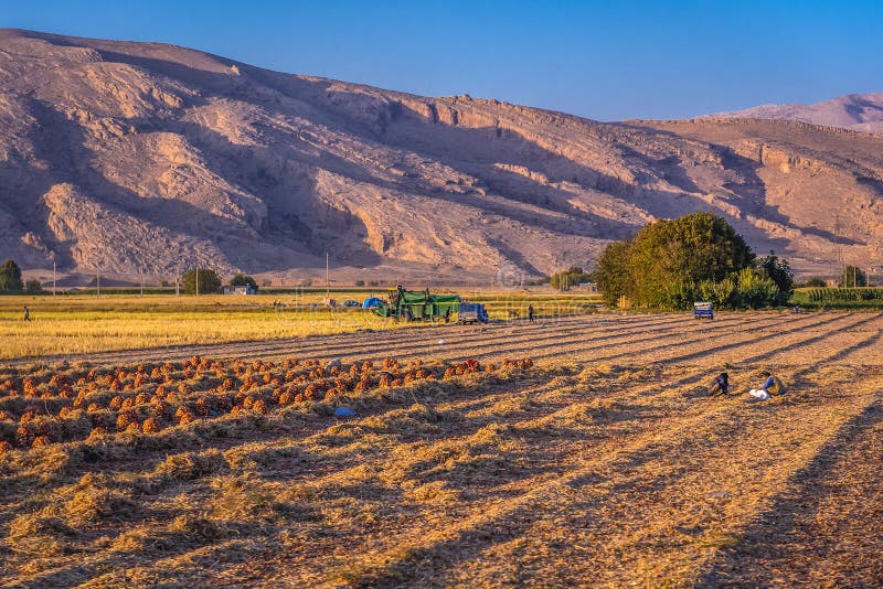 Fields in Iran editorial stock image. Image of stubblefield - 123981669