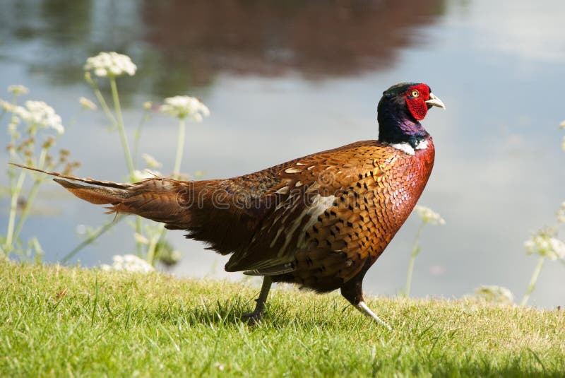 Fasan stockfoto. Bild von gärten, sheffield, vogel, britisch - 14794834