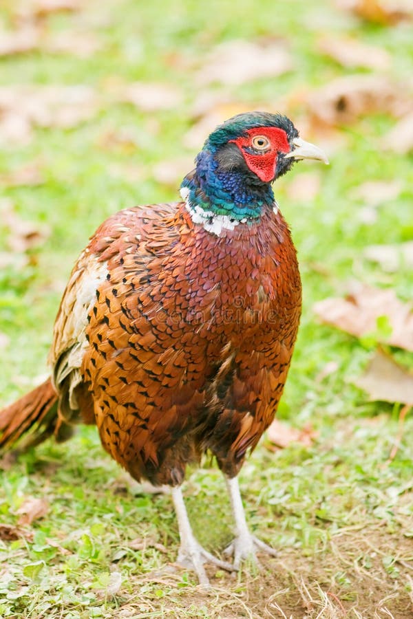 Fasan stockbild. Bild von europa, nave, deutschland, fasan - 859477