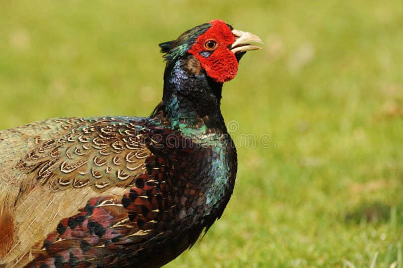 Fasan stockfoto. Bild von gras, federn, geflügel, vogel - 20325090