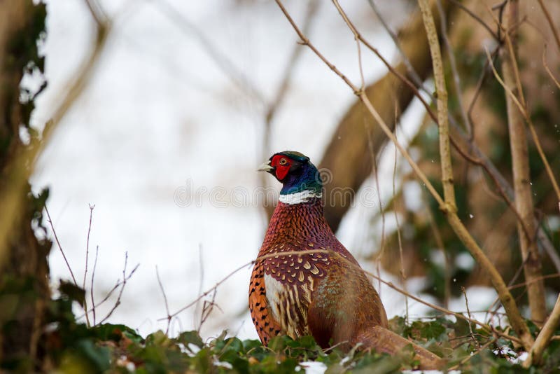 Fasan stockfoto. Bild von fasan, tier, wald, porträt - 29308984