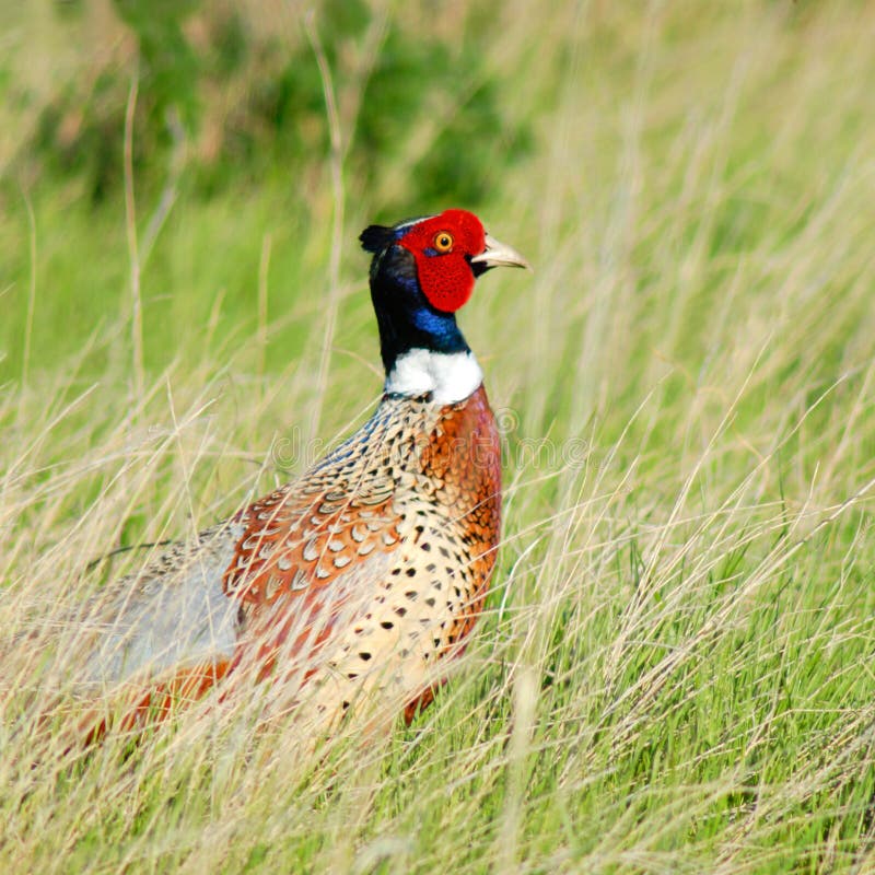Fasan stockbild. Bild von fasan, vogel, gelb, vorsichtig - 9739093