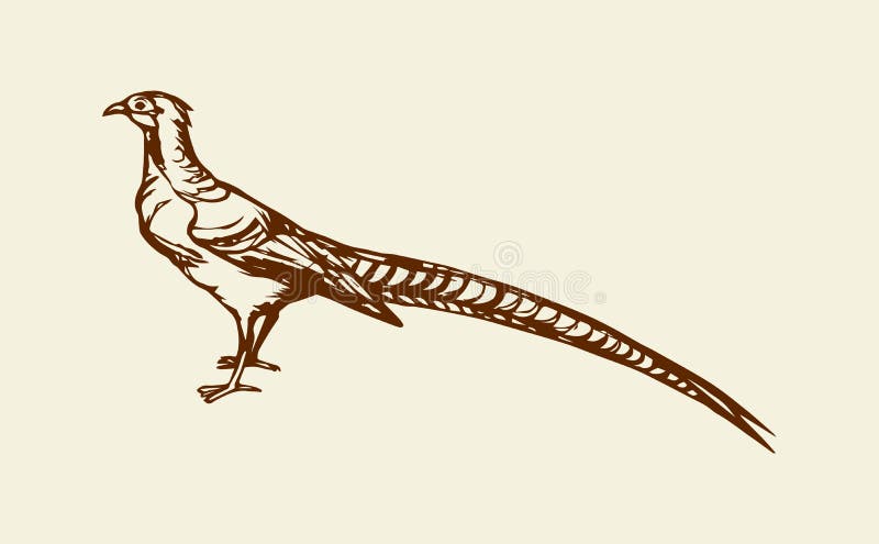 Fasan Blumenhintergrund Mit Gras Vektor Abbildung - Illustration von ...