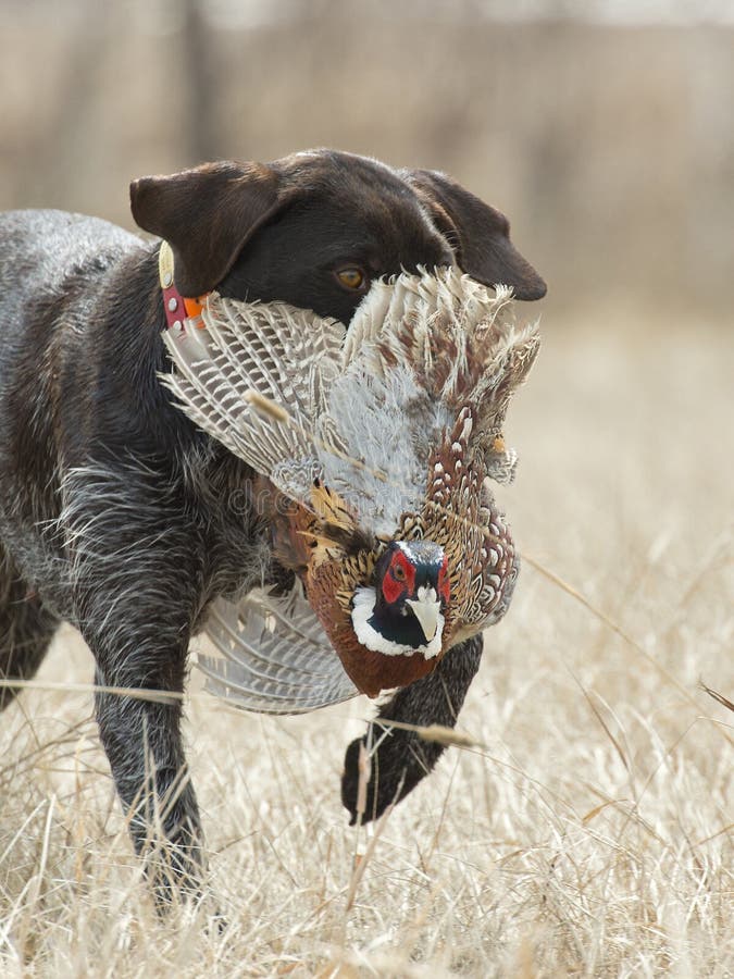 Fasanenjagd stockbild. Bild von haar, deutsch, apportierhund - 31120235