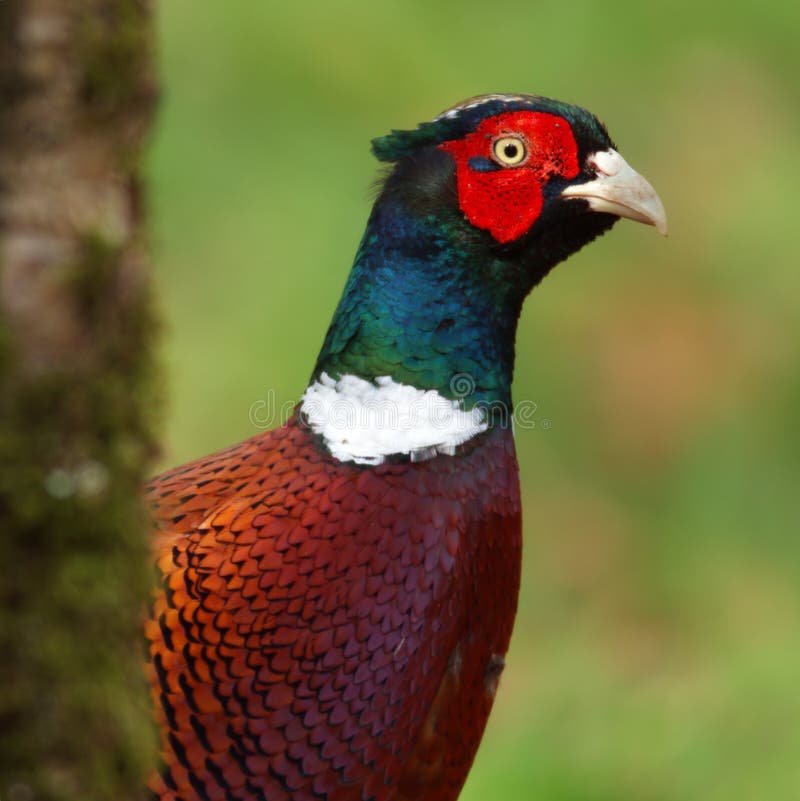 Fasan (Phasianus Colchicus) Stockbild - Bild von bedingung, vogel: 24524235