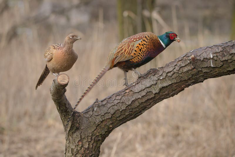 Fasane Stockfotos und Bilder - Laden Sie 1,239 lizenzfreie Fotos herunter