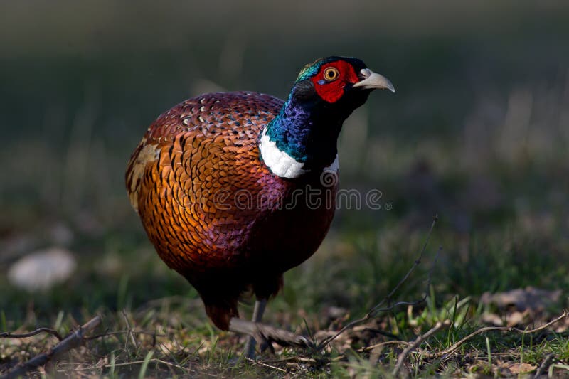 Fasanhöna arkivfoto. Bild av livstid, svett, medf8ort - 62862552