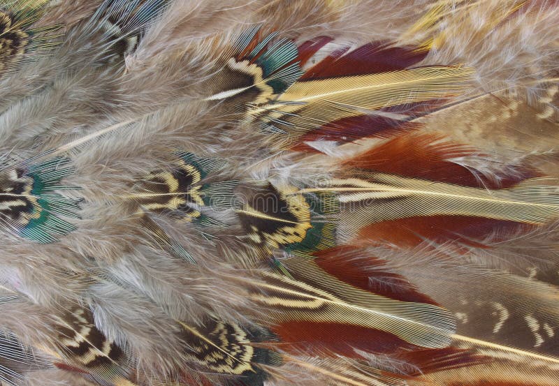 Hahn-Federn stockfoto. Bild von orange, blau, fauna, nave - 23214614