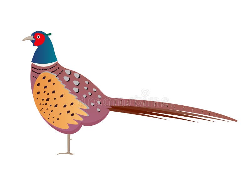 Vektorillustration Av En Fasan Vektor Illustrationer - Illustration av ...