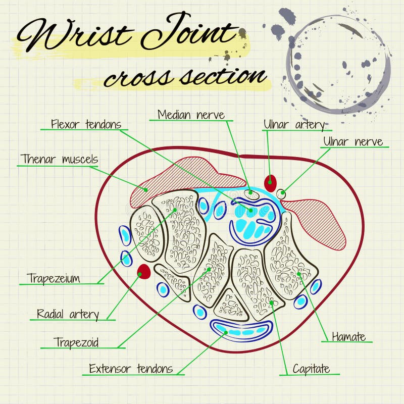 Foot Lymph Node Locations