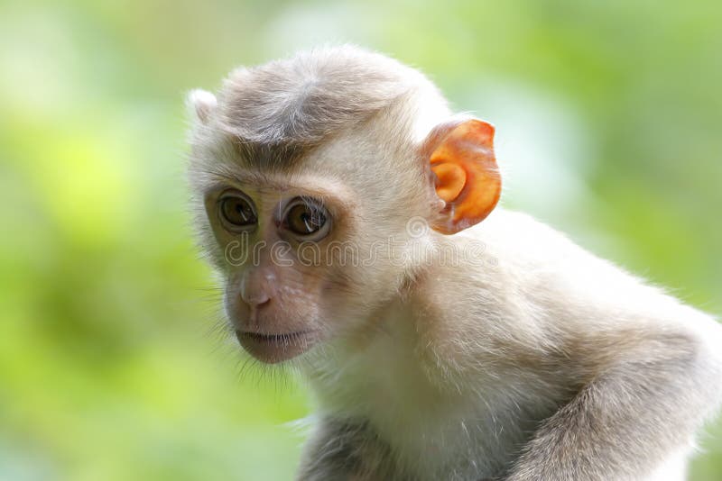 Fascicularis De Cauda Longa Do Macaca Do Macaque Caranguejo-comer Do ...