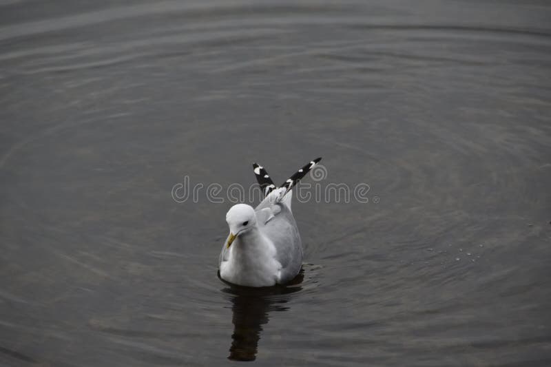 Common Gull stock photo. Image of looks, abundant, version - 100062230