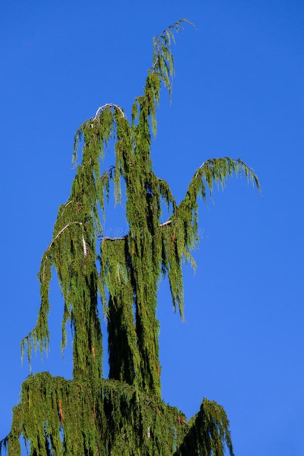 Weeping Evergreen Tree in Garden Stock Image - Image of park ...