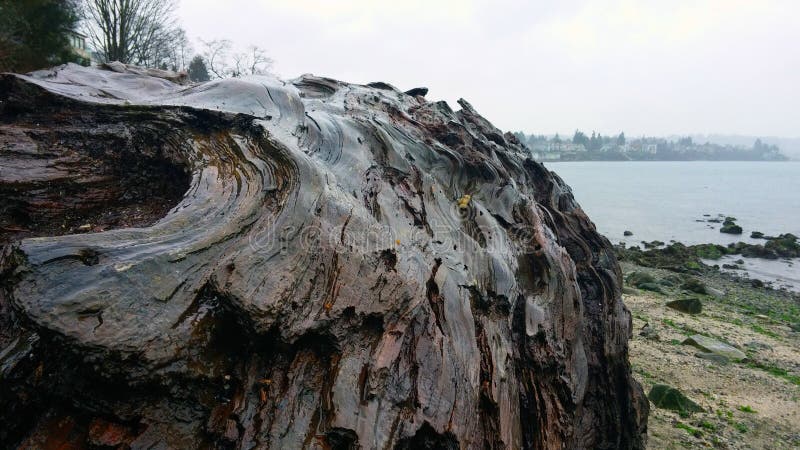 Fascinating Log Washed Up Onto the Shore Stock Image - Image of beach ...