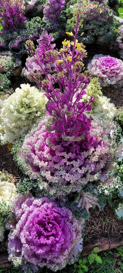 Fascinating Ornamental Cabbage Colored - an Ornamental Plant Stock ...