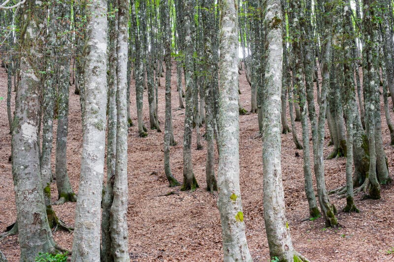 Fascinating Scenic Beech Tree Forest Stock Image - Image of plant ...