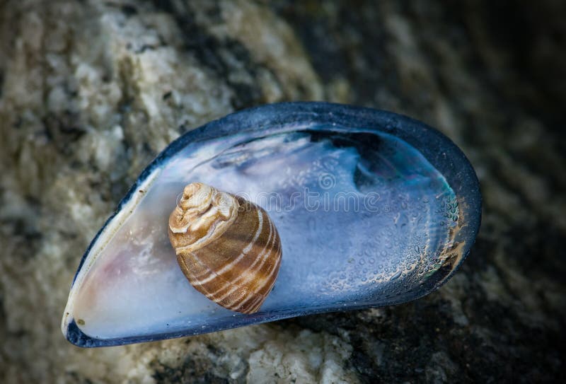 A Brown Shell in a Blue Shell Stock Photo - Image of seashore, brown ...