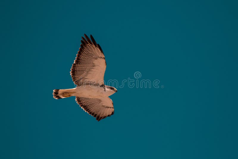 Fascinating Shot of a Peruvian Eagle Flying Over the Bayovar Desert in ...